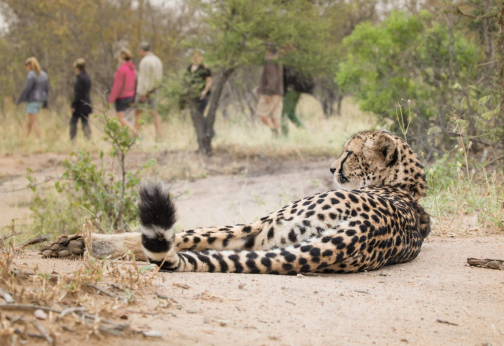 - Tshukudu chose CiMSO INNkeeper Resort and Lodging Software